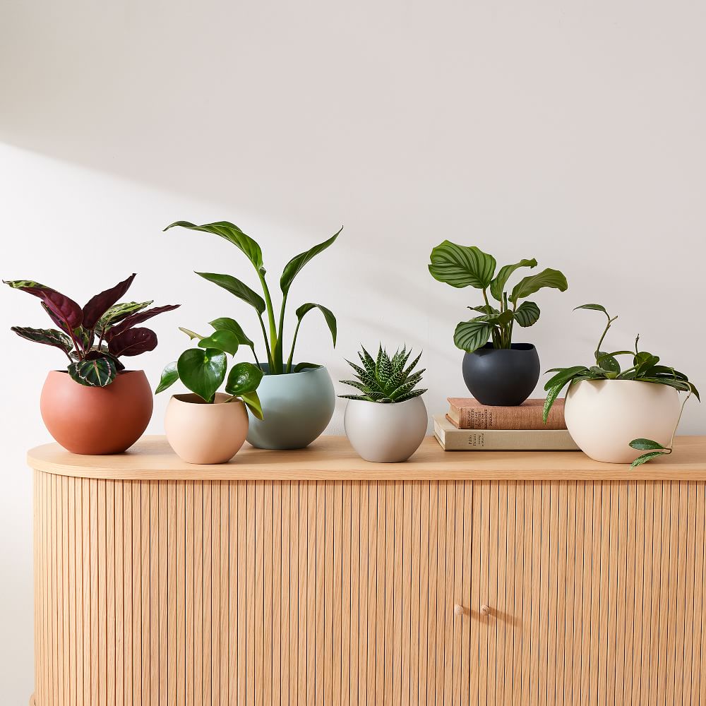 Organic Ceramic Tabletop Planters | West Elm