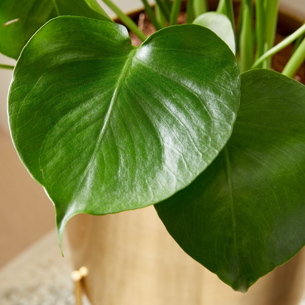 Live Monstera Plant w/ Grow Pot | West Elm