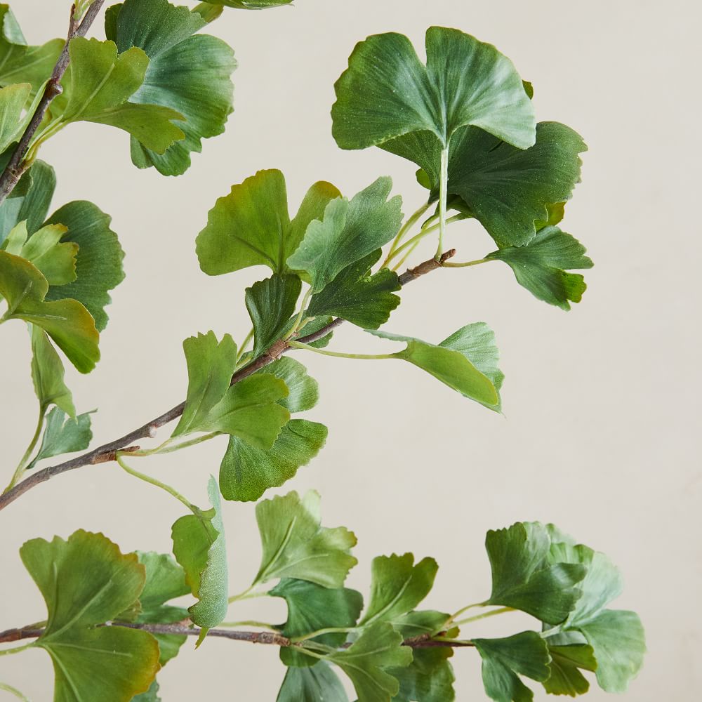 Faux Gingko Branch - Green | West Elm