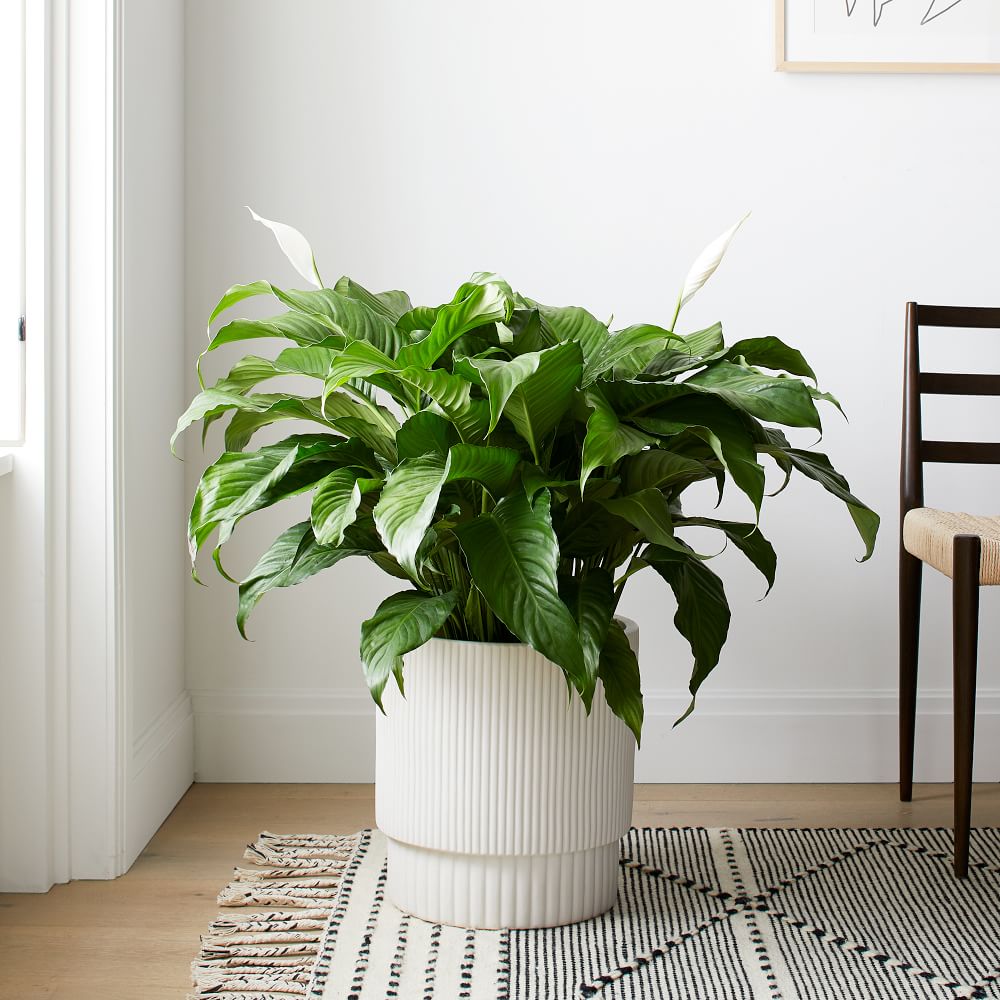 Live Spath Plant w/ Grow Pot | West Elm