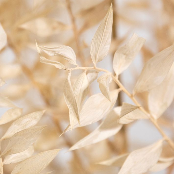 Dried Ivory Ruscus Branch | West Elm