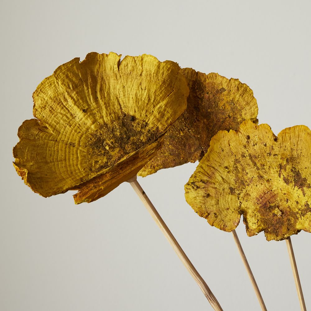 Dried Sponge Mushrooms Stem | West Elm