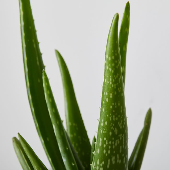 Live Aloe Vera Plant w/ Grow Pot | West Elm