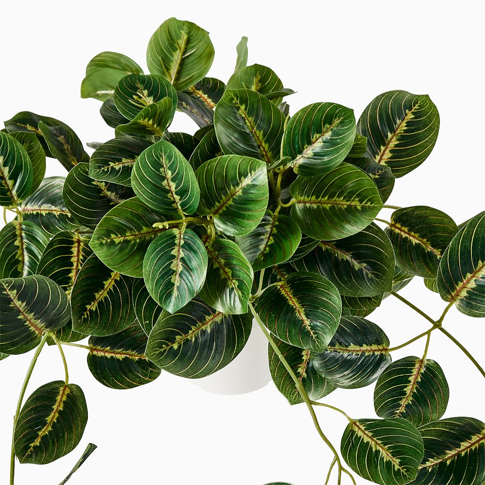 Faux Potted Herringbone Maranta Plant | West Elm