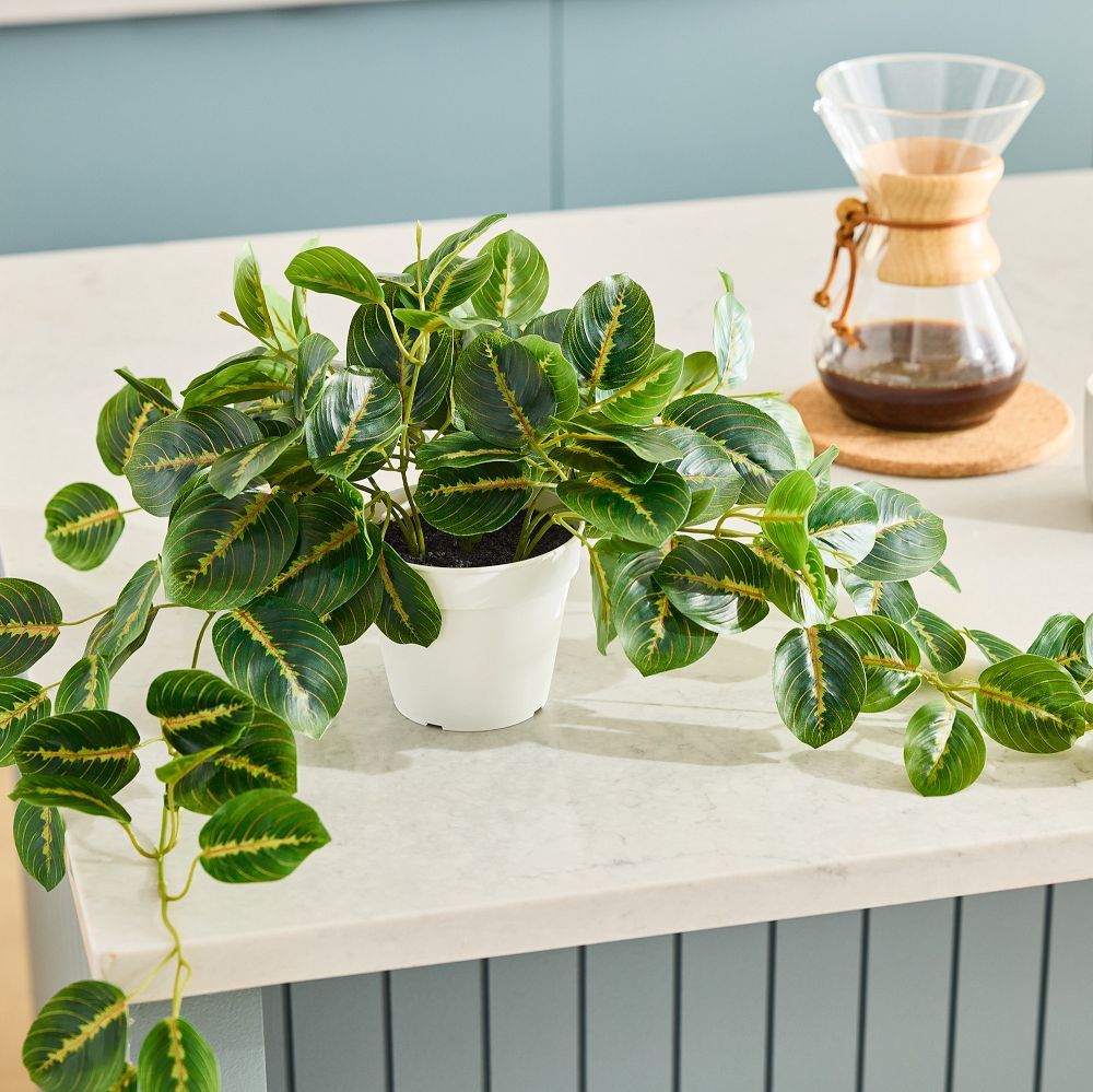 Faux Potted Herringbone Maranta Plant | West Elm