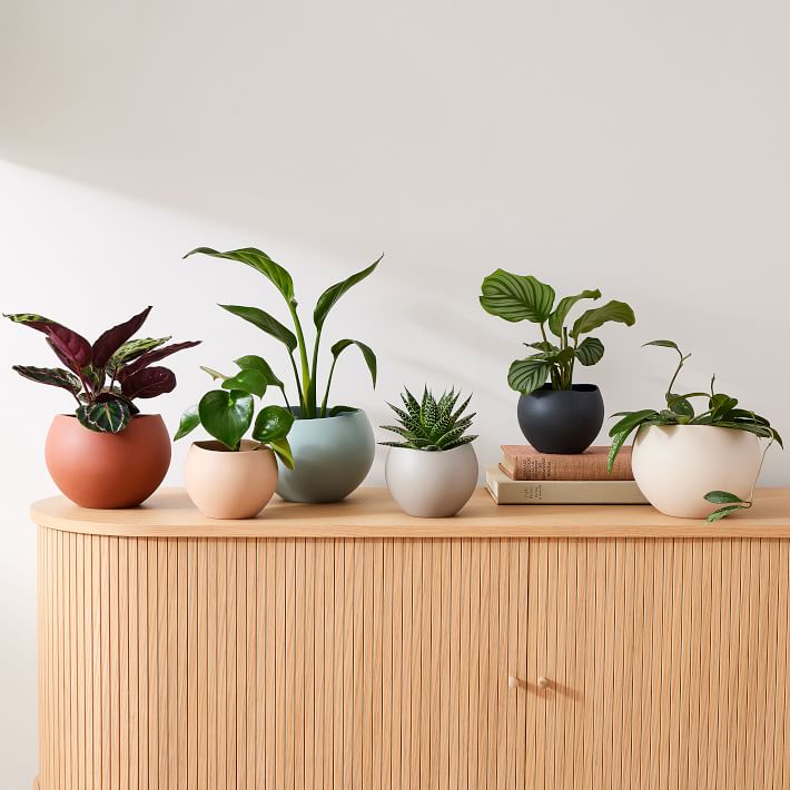 Organic Ceramic Tabletop Planters | West Elm