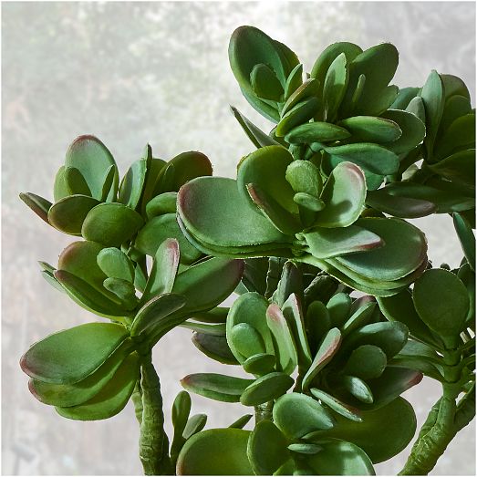 Faux Potted Jade Plant | West Elm