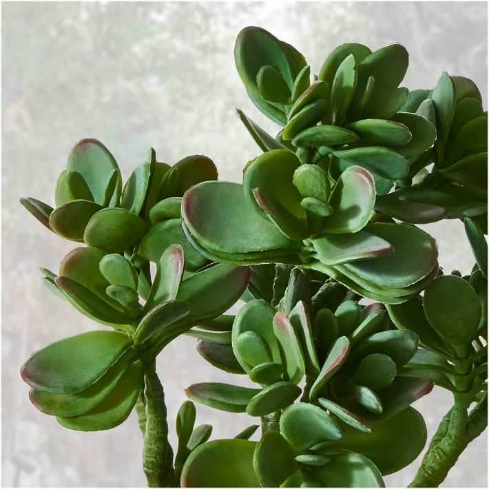 Faux Potted Jade Plant | West Elm