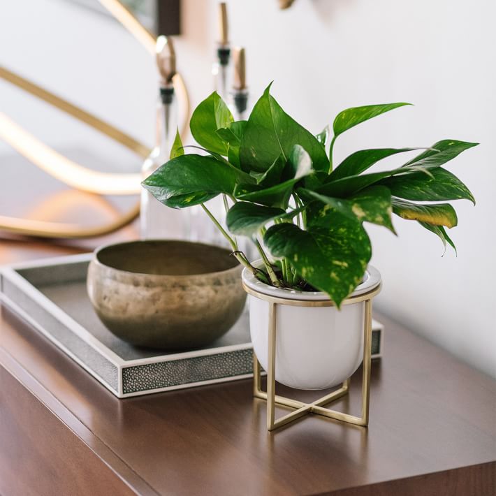 Eden Cross Base Tabletop Planters - White | West Elm