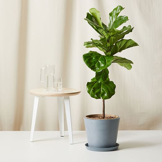 Bloomscape Live Fiddle Leaf Tree w/ Planter | West Elm