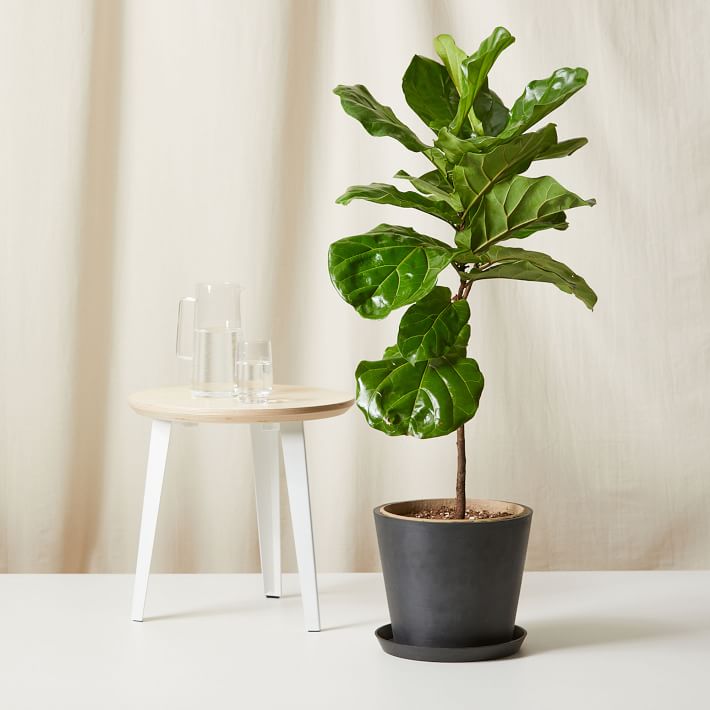 Bloomscape Live Fiddle Leaf Tree w/ Planter | West Elm