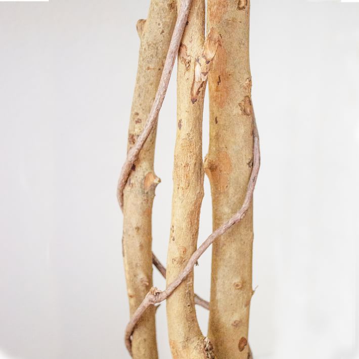 Faux Potted Ficus Tree | West Elm