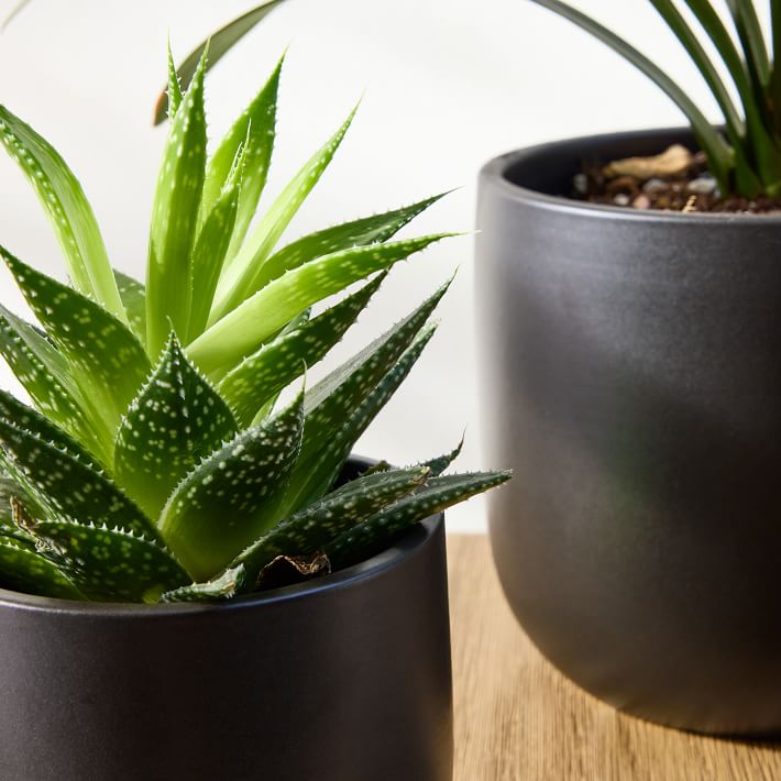 Radius Ceramic Indoor/Outdoor Tabletop Planters | West Elm