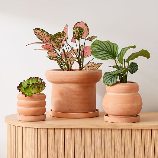 Plant Kween Terracotta Tabletop Planters | West Elm