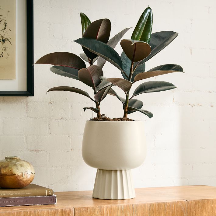 Live Burgundy Rubber Plant in Grow Pot | West Elm