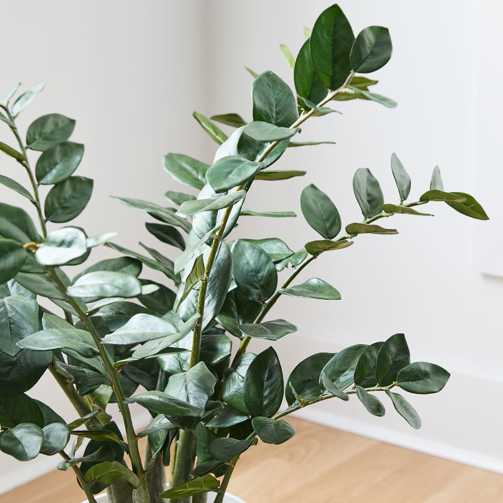 Faux Potted ZZ Plant | West Elm