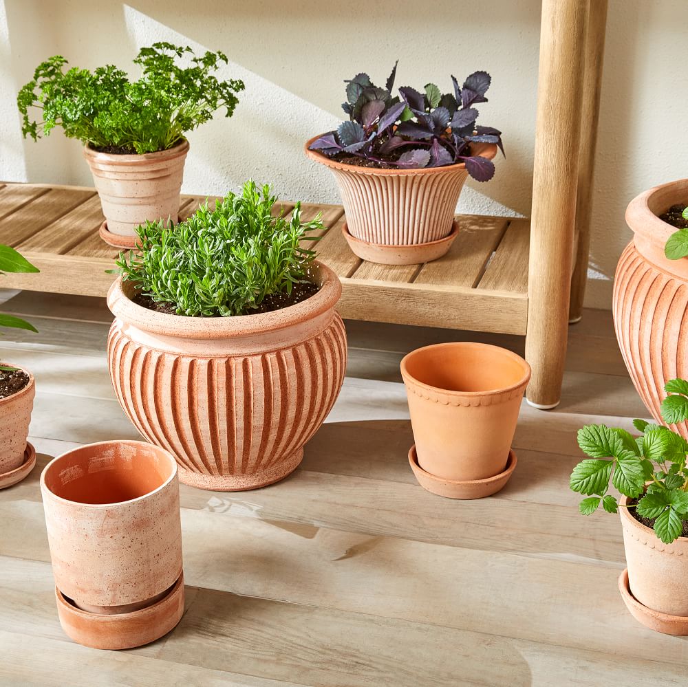 Bergs Daisy Indoor/Outdoor Tabletop Planters | West Elm