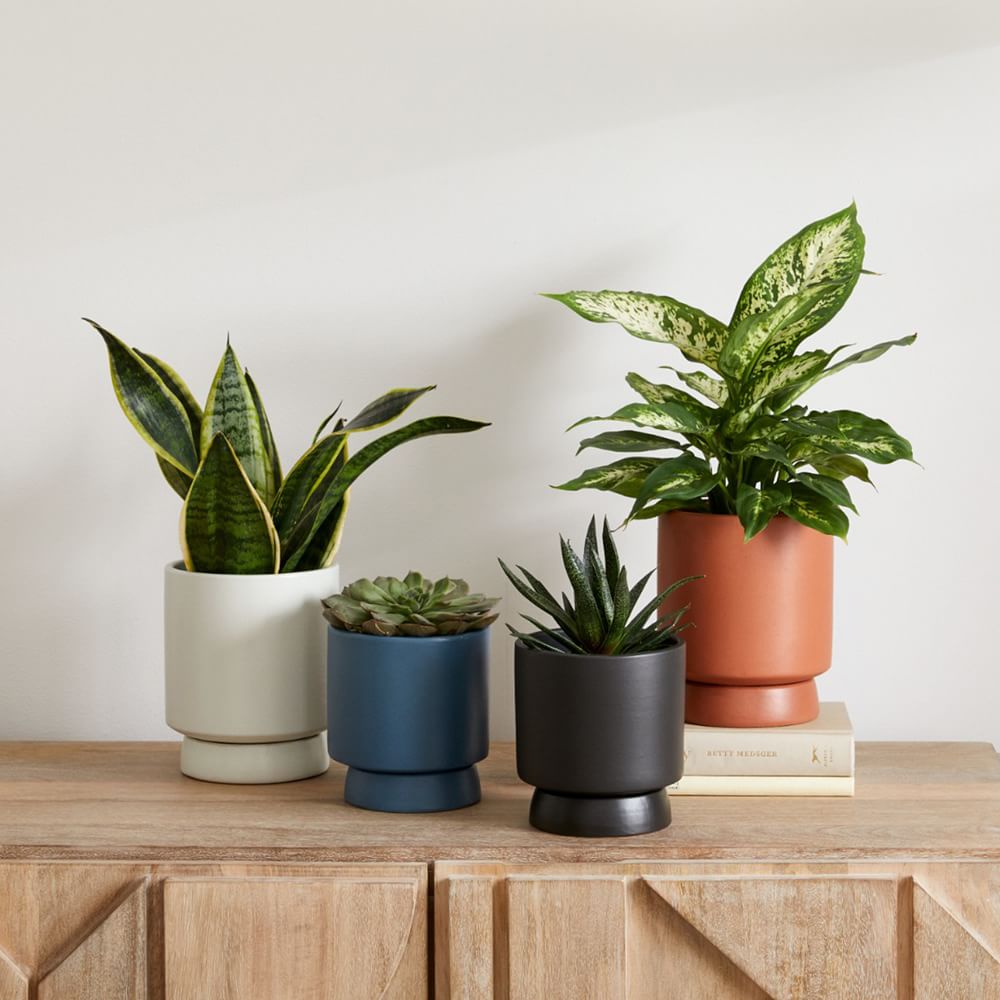 Bishop Ceramic Indoor/Outdoor Tabletop Planters | West Elm
