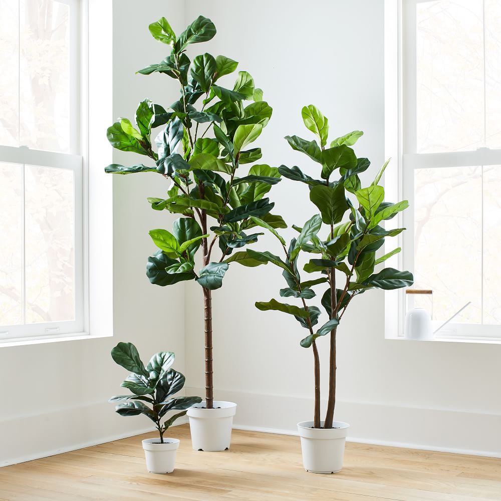 Faux Potted Fiddle Leaf Fig Trees | West Elm