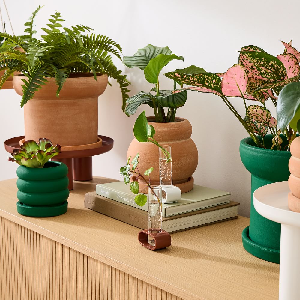 Plant Kween Terracotta Tabletop Planters | West Elm