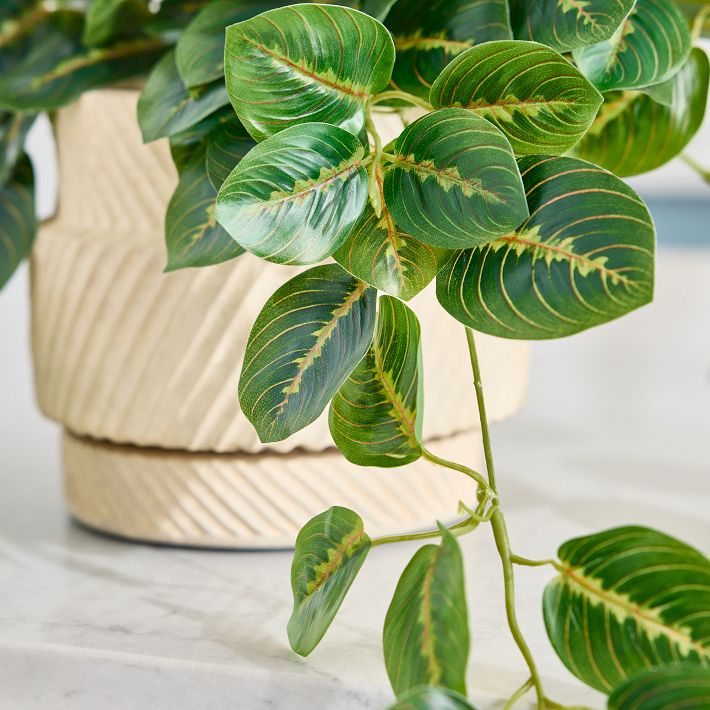 Faux Potted Herringbone Maranta Plant | West Elm