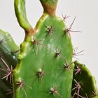 Faux Potted Flat Cacti Plant | West Elm