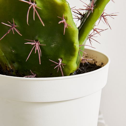 Faux Potted Flat Cacti Plant | West Elm