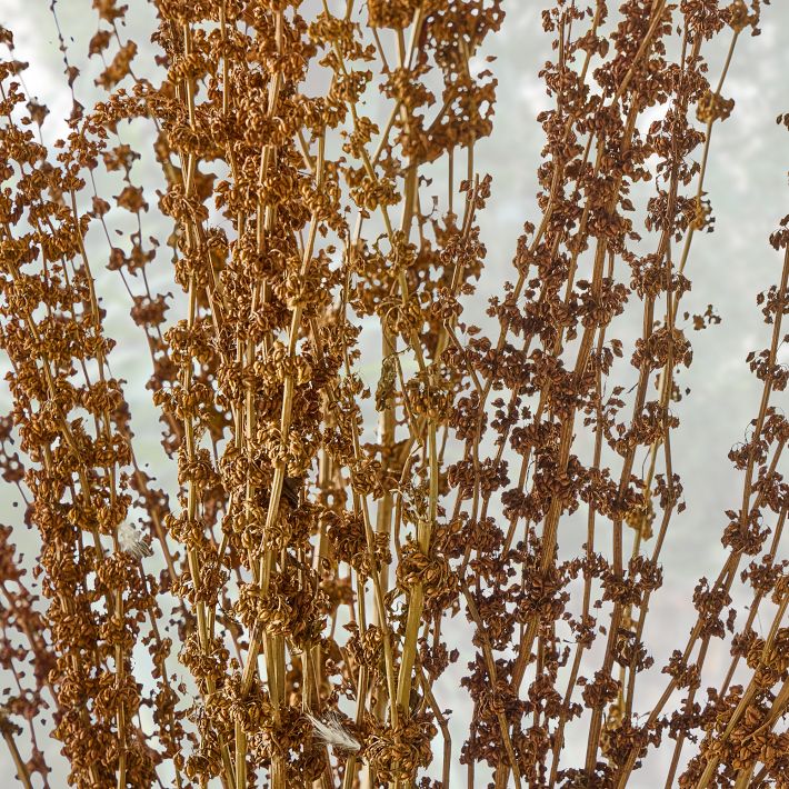 Dried Natural Basil Stems | West Elm