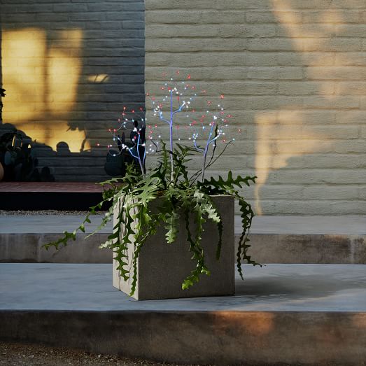 Light-Up Trees | West Elm