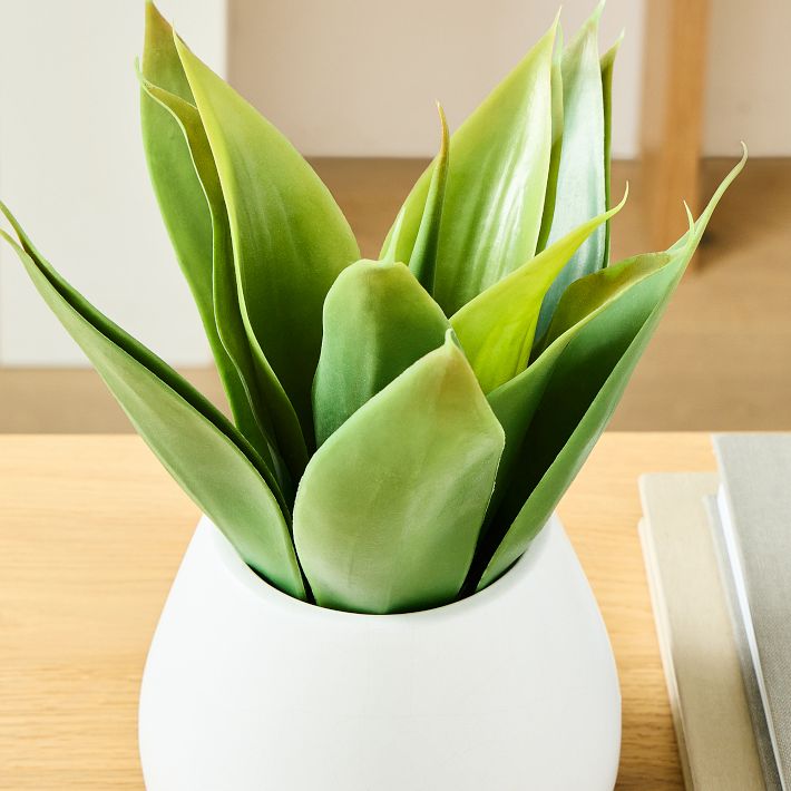 Potted Agave Plant