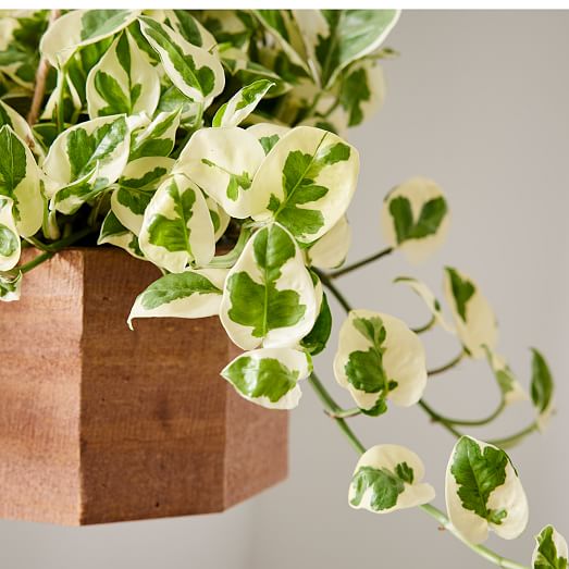 Live Mini Pothos Plant w/ Hanging Planter | West Elm