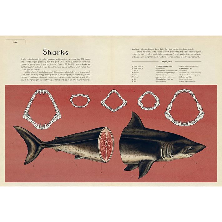 Animalium | West Elm