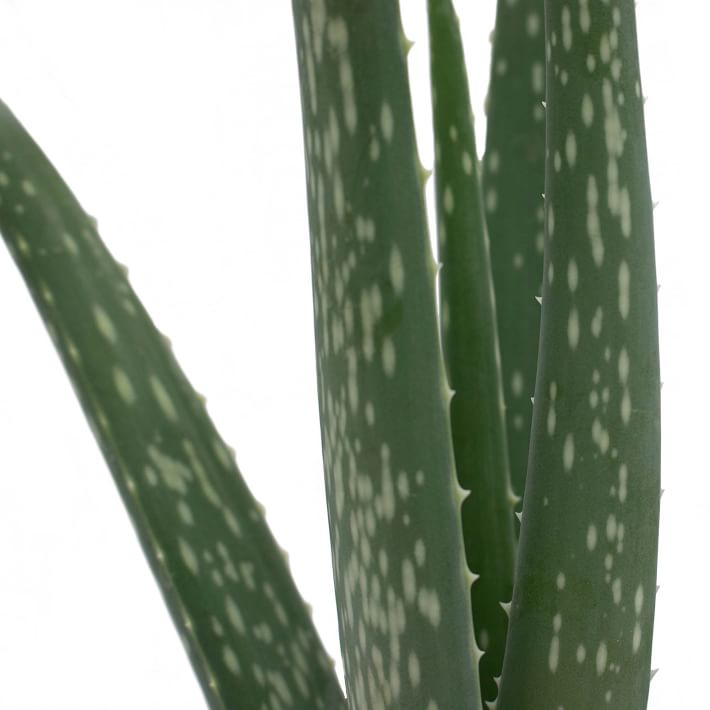 Live Aloe Vera Plant w/ Grow Pot | West Elm