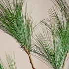 Long Needle Pine Branch | West Elm