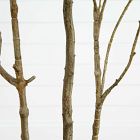 Faux Potted Minimalist Japanese Pieris Tree | West Elm
