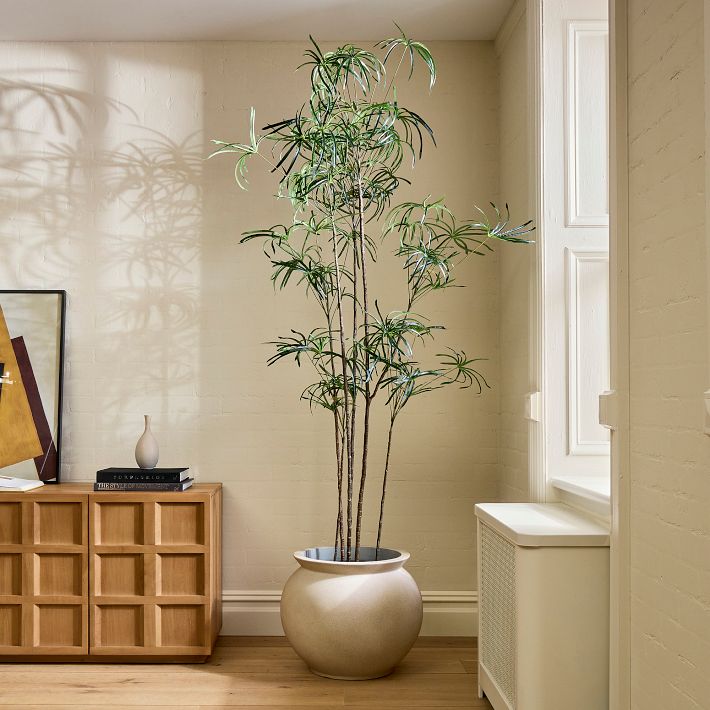 Faux Potted Australian Bottleneck Tree | West Elm