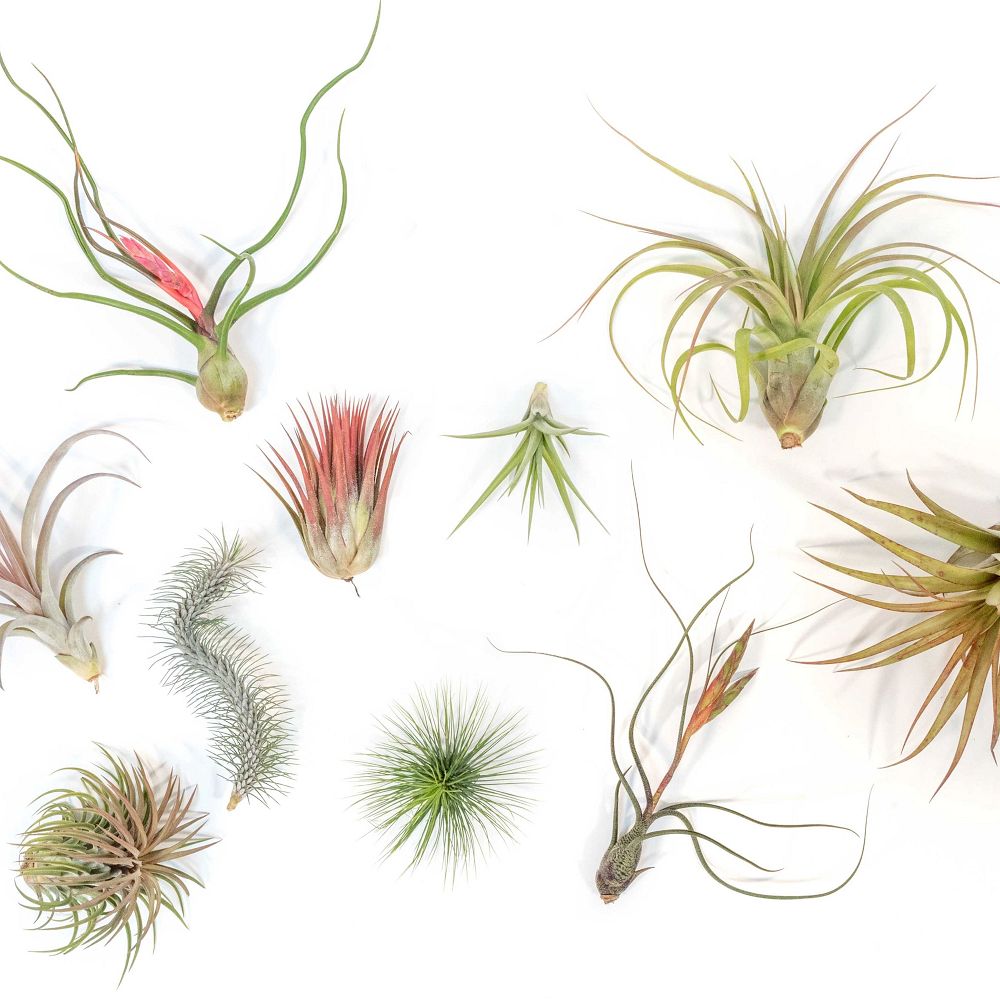 Live Premium Tillandsia Air Plant Assortment (Set of 10) | West Elm