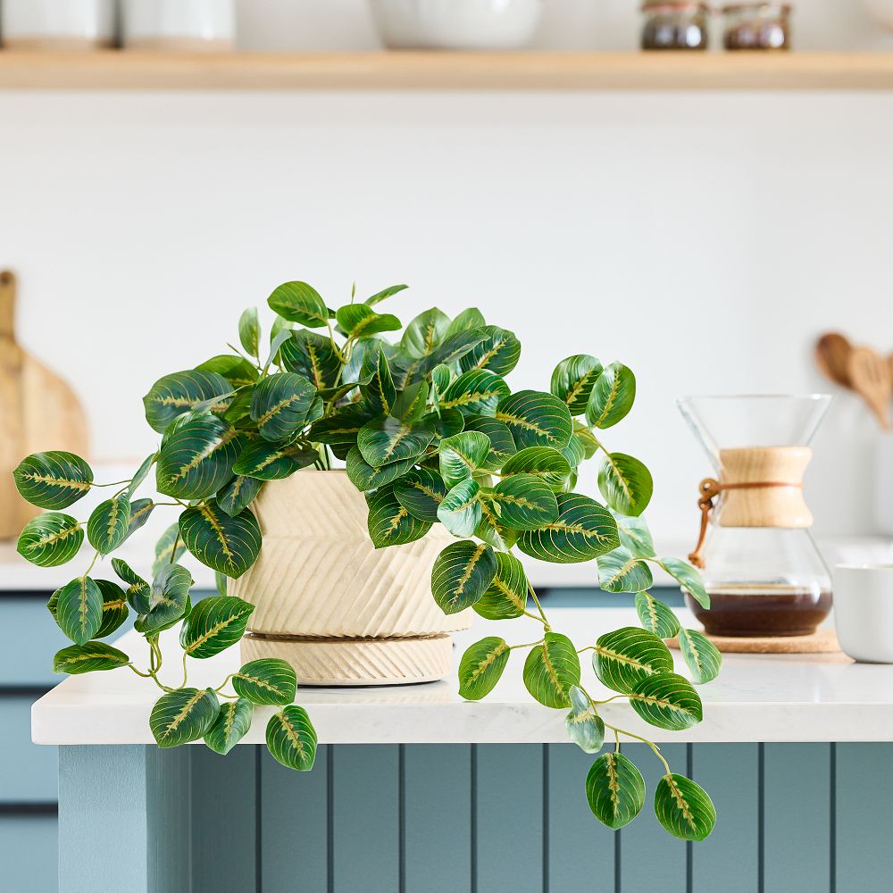 Faux Potted Herringbone Maranta Plant | West Elm